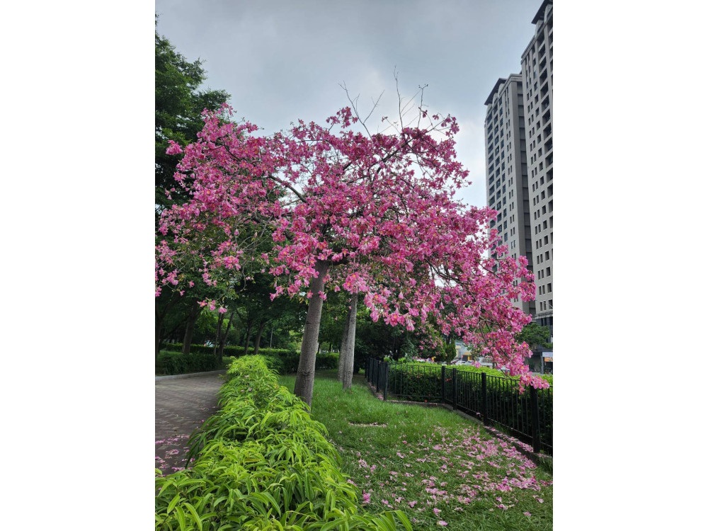 里報.tw 記者：林家慶 / 臺中市 報導 發佈時間:2025-10-29 11:32:23